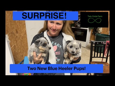 Surprise! We got two new female blue heeler pups - just a quick video welcoming them home for now