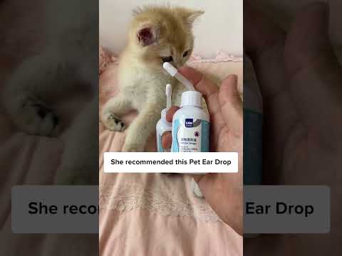 Tips To Take Care of a Kitten! 🐱