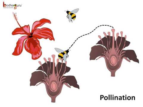 Science - What is pollination and what happens after it - Hindi