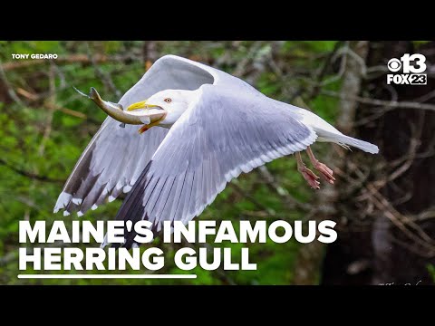 'Trash bird' or problem solver? Learn to love Maine's infamous herring gull