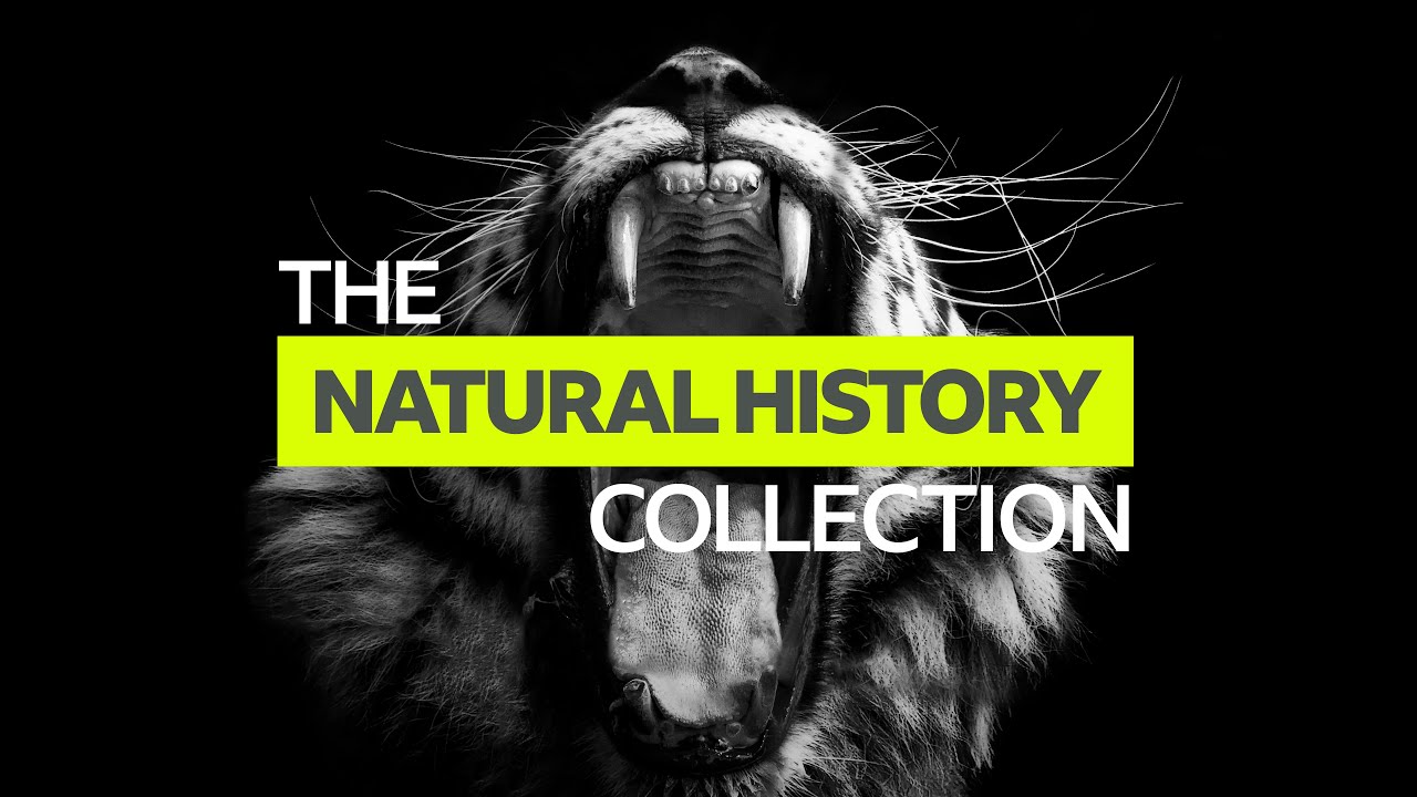 Natural History Documentaries on BBC Select | BBC Select
