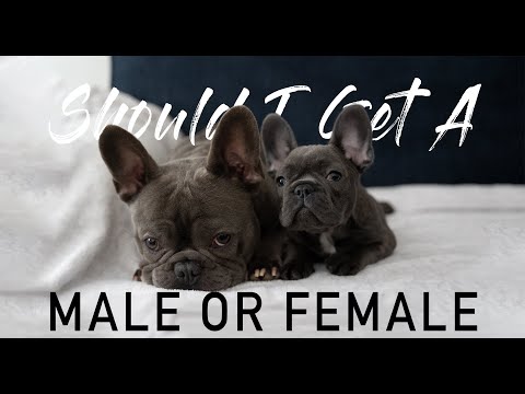 Should I get a MALE or FEMALE PUPPY French Bulldog Gender Differences