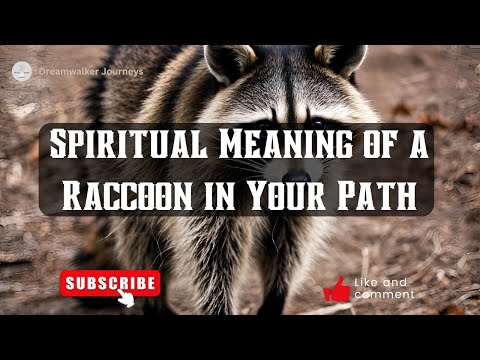 Spiritual Meaning of a Raccoon in Your Path