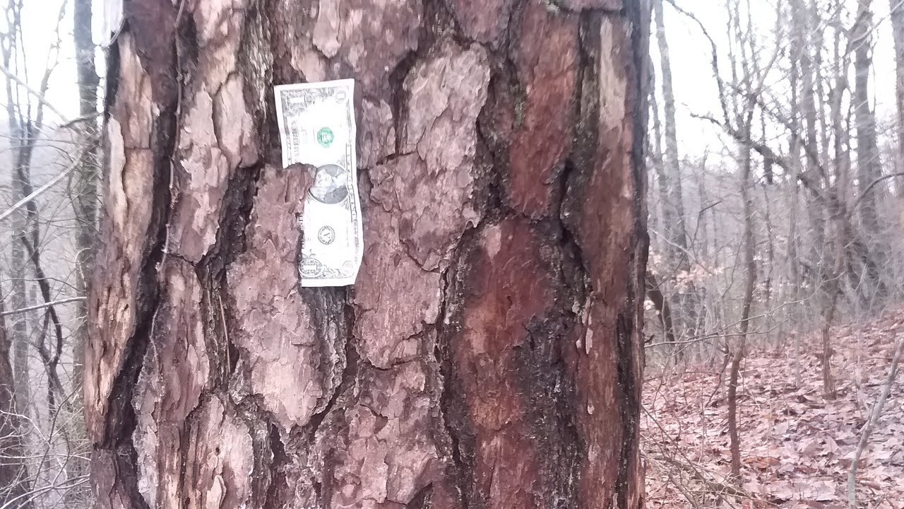 Shortleaf Pine bark, needles and cones