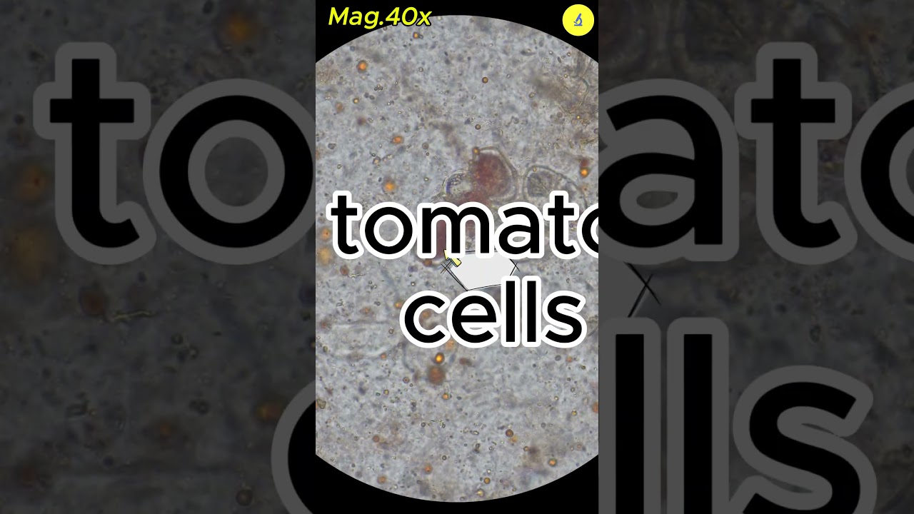 Ketchup Under A Microscope | TULO - Microscope #shorts #microscope #ketchup