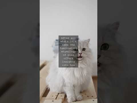 The Fascinating Etymology of PussAs we explore the origins of words we often uncover...