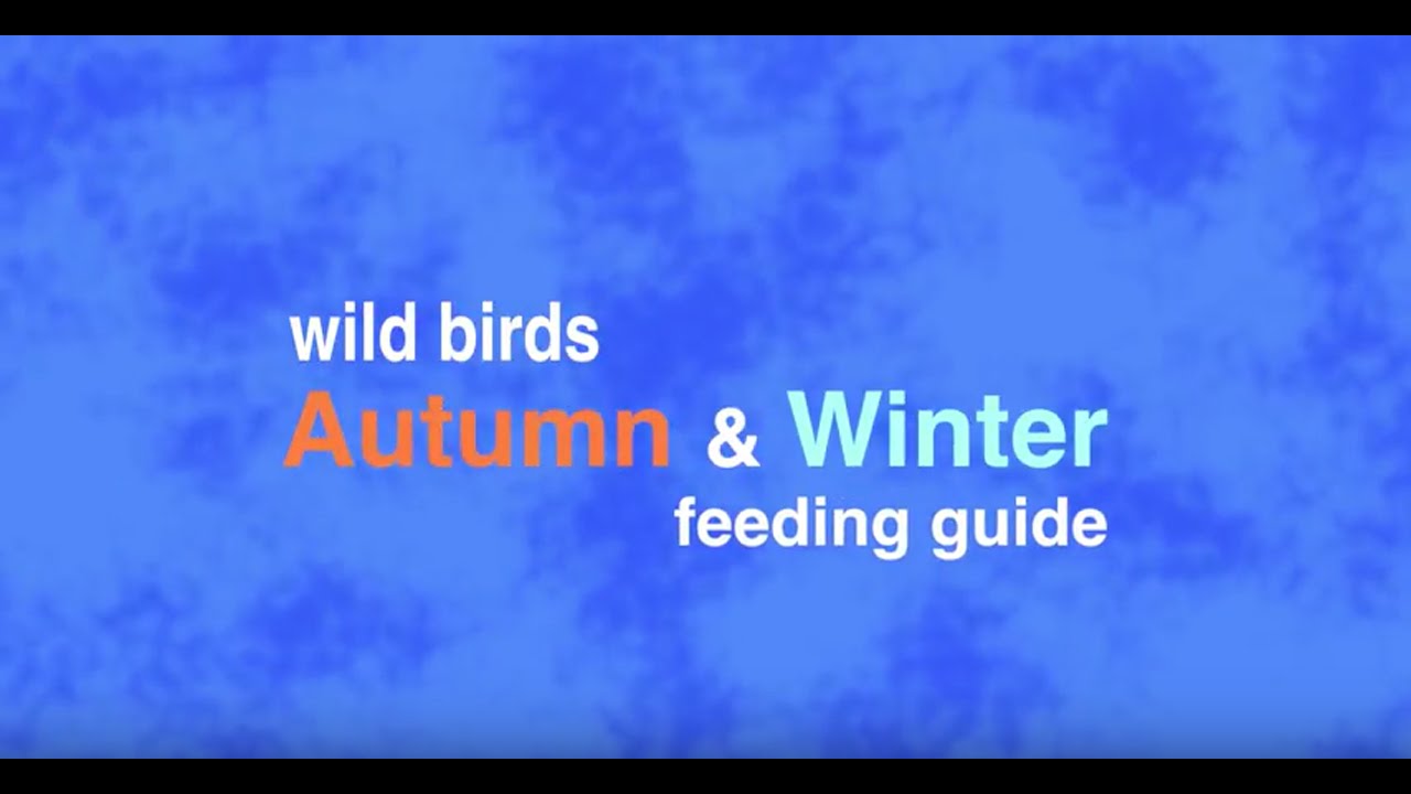 Wild Bird Autumn & Winter Feeding Guide