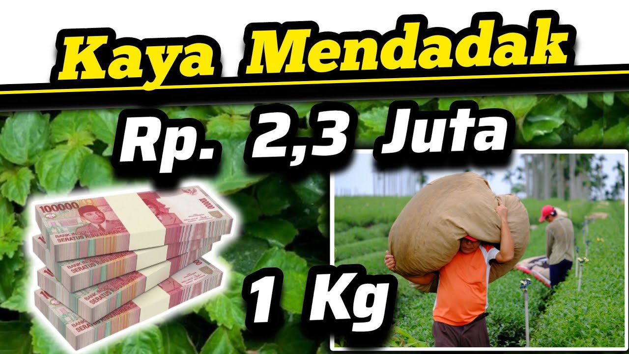 🪙 Patchouli Price Reaches IDR 2.3 Million/Kg 🪙 How to Cultivate Patchouli Plants for Essential Oi...