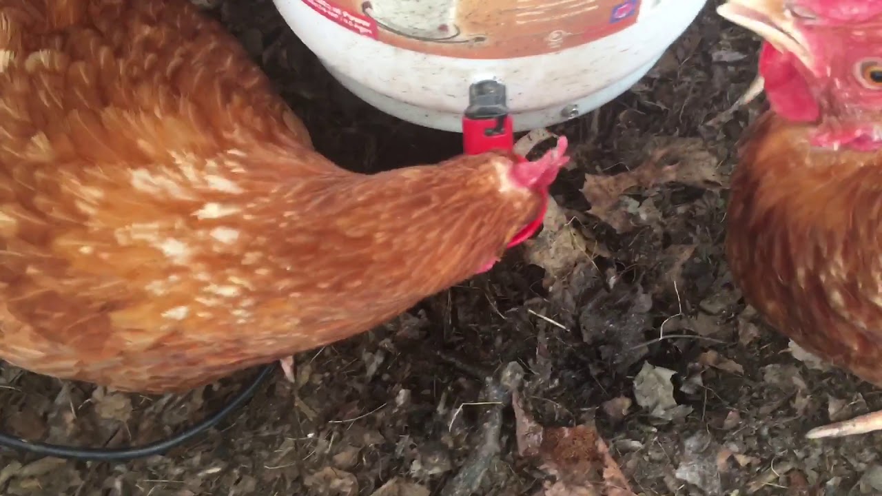 Part 2 Keeping Salmon Faverolle chickens dry with a nipple waterer