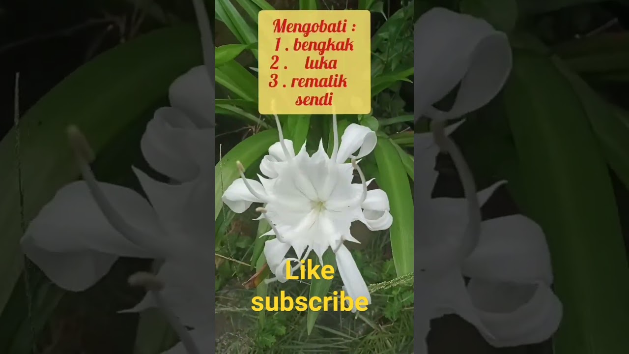 tanaman bakung#bunga bakung#tanaman hias#tanaman herbal