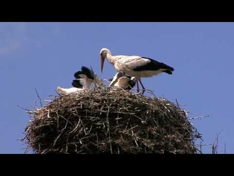 Blue stork in Germany | Dear Kitty. Some blog