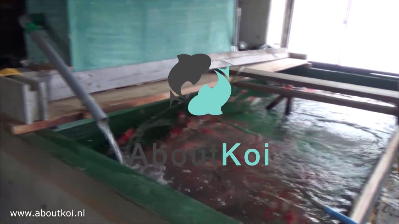 Hasegawa Koi Farm: Beautiful Kohaku and fascinating Koi farm