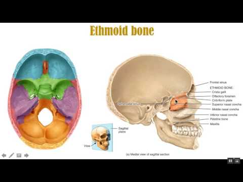 The Axial Skeleton 3 Sphenoid and Ethmoid bones
