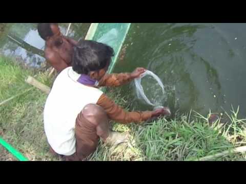 Fresh Hilsa Fish - Wholesale Price & Mandi Rate for Tenualosa ilisha in ...