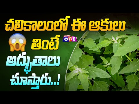 Benefits of Bathua Leaves in Telugu | Simple Home Remedies for health in Telugu | Studio One Plus