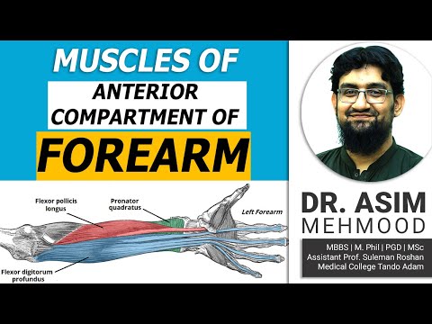ForeArm | Muscles of Anterior Compartment of Forearm ( Hindi / Urdu )