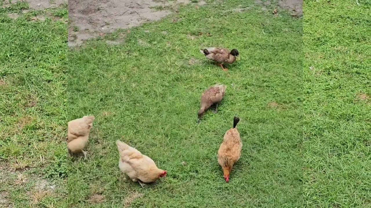 Do chickens and ducks get along? Kinda