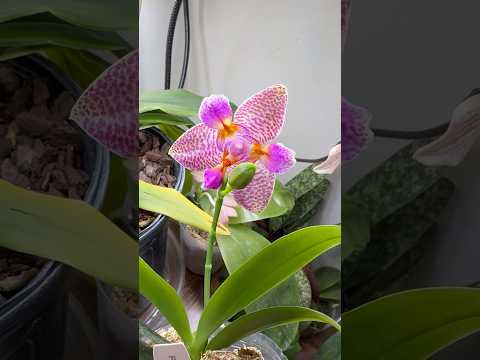 This #Phalaenopsis is peloric - meaning the #flower petals mimic the labellum! #plants