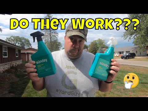 Sunday Lawn Care Weed Warrior and Dandelion Doom Review | BEFORE and AFTER results!