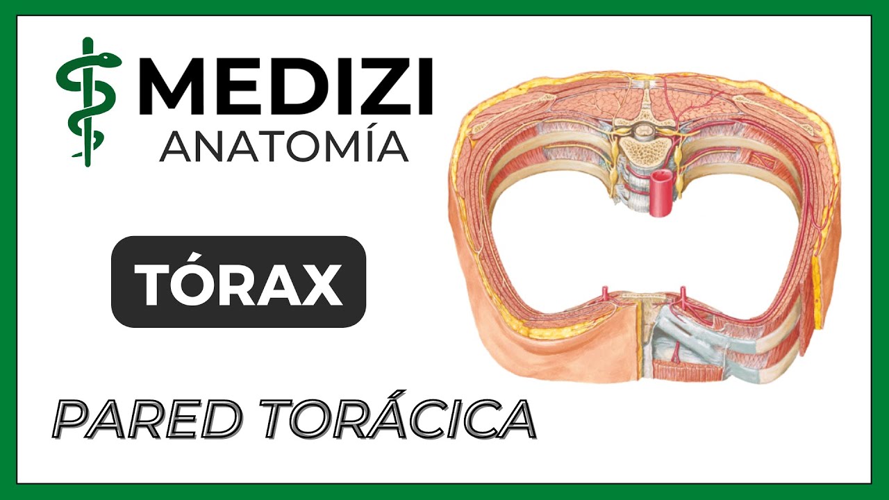 Anatomy of the Thorax - Thoracic Wall