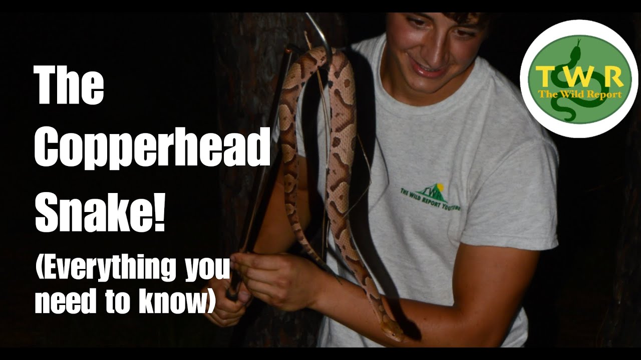 The Copperhead Snake: Everything You Need To Know!