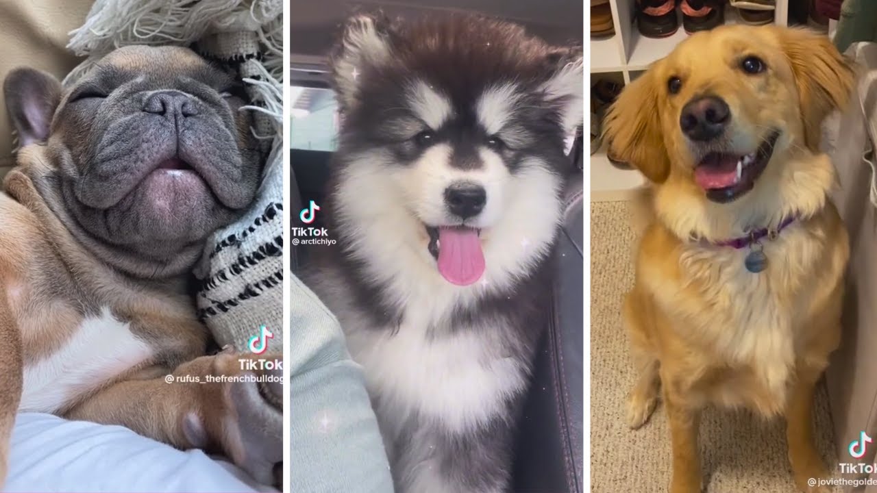 Get a DOG they said, it will be fun 🤣