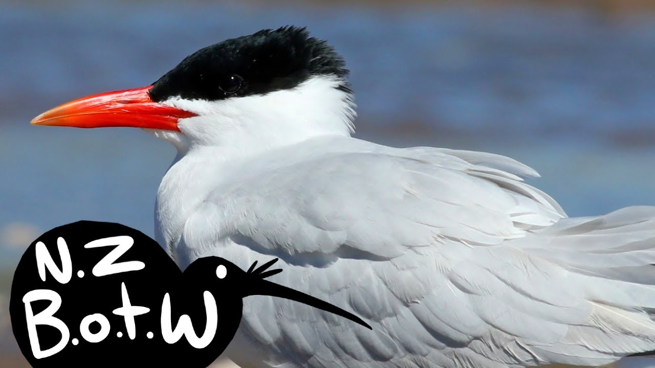Caspian tern - New Zealand Bird of the Week