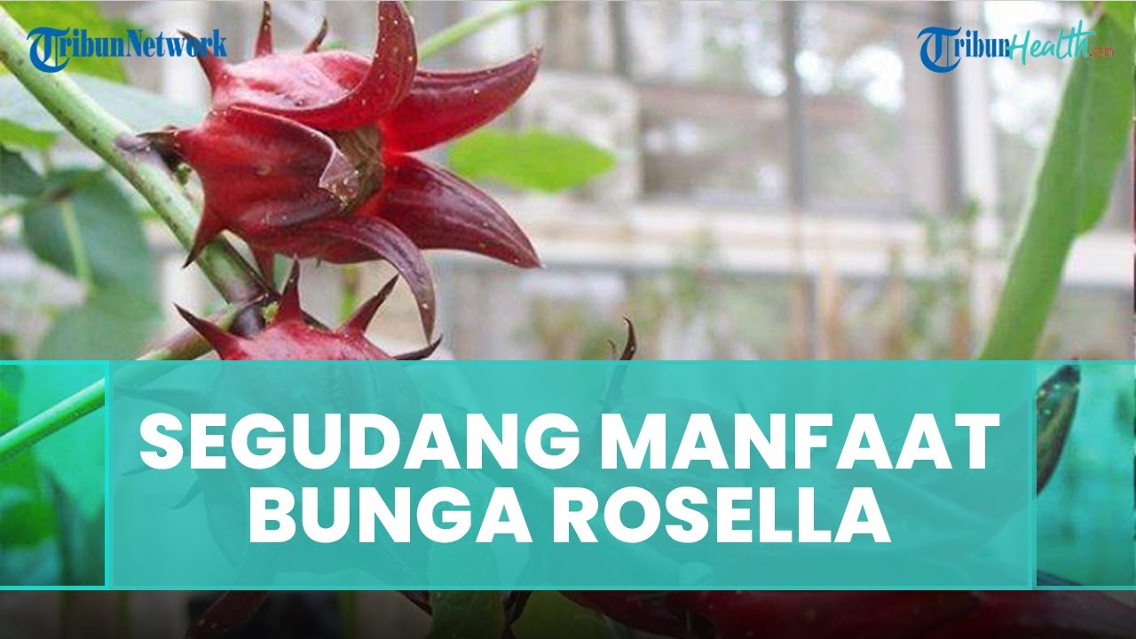Manfaat Bunga Rosella untuk Kesehatan, Cegah Penyakit Jantung hingga ...