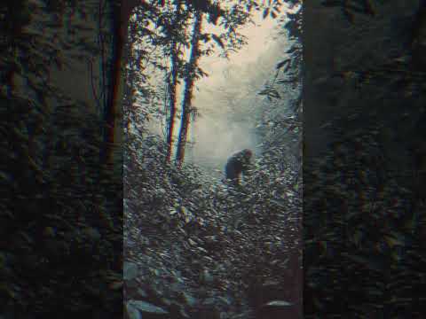 Mysterious Yeti Standing in a Foggy Forest #Yeti #ForestMystery #Amazonia #Wilderness #monster