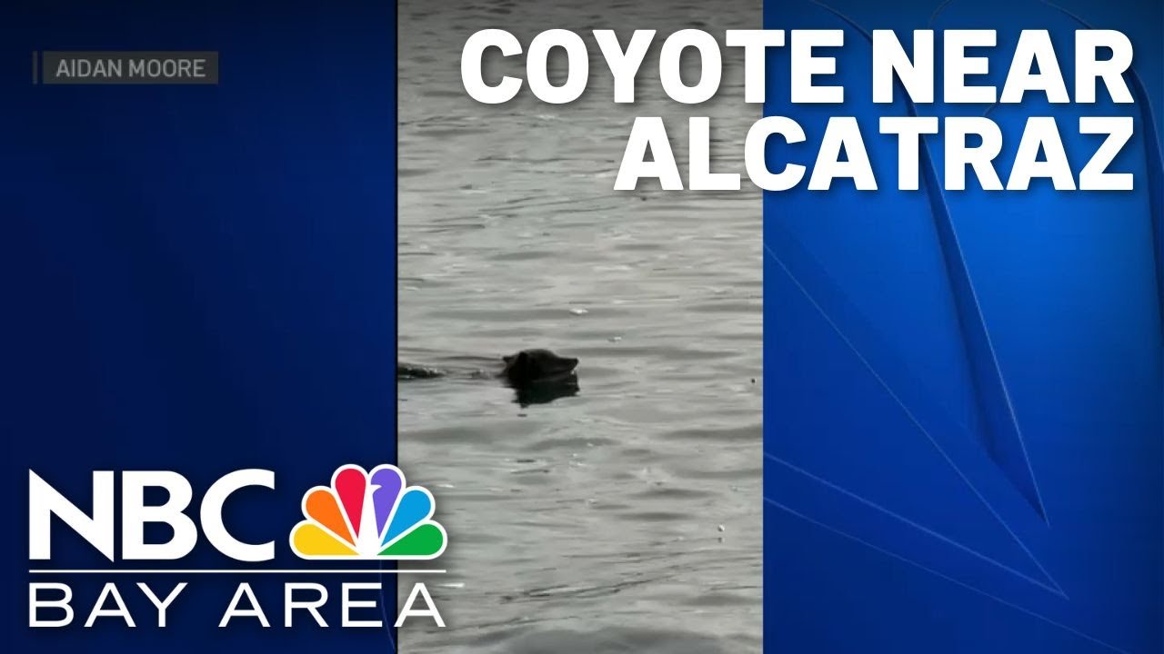 Coyote spotted swimming near Alcatraz Island