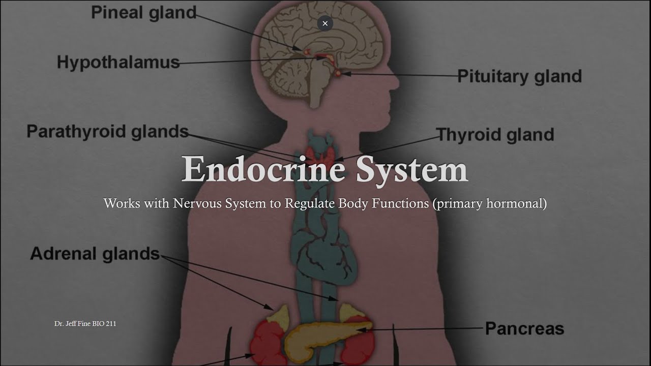 Lab Quiz 1 | Endocrine System