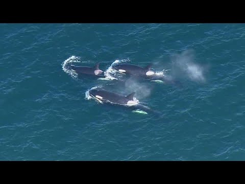 Whale sightings spike in Washington’s waters