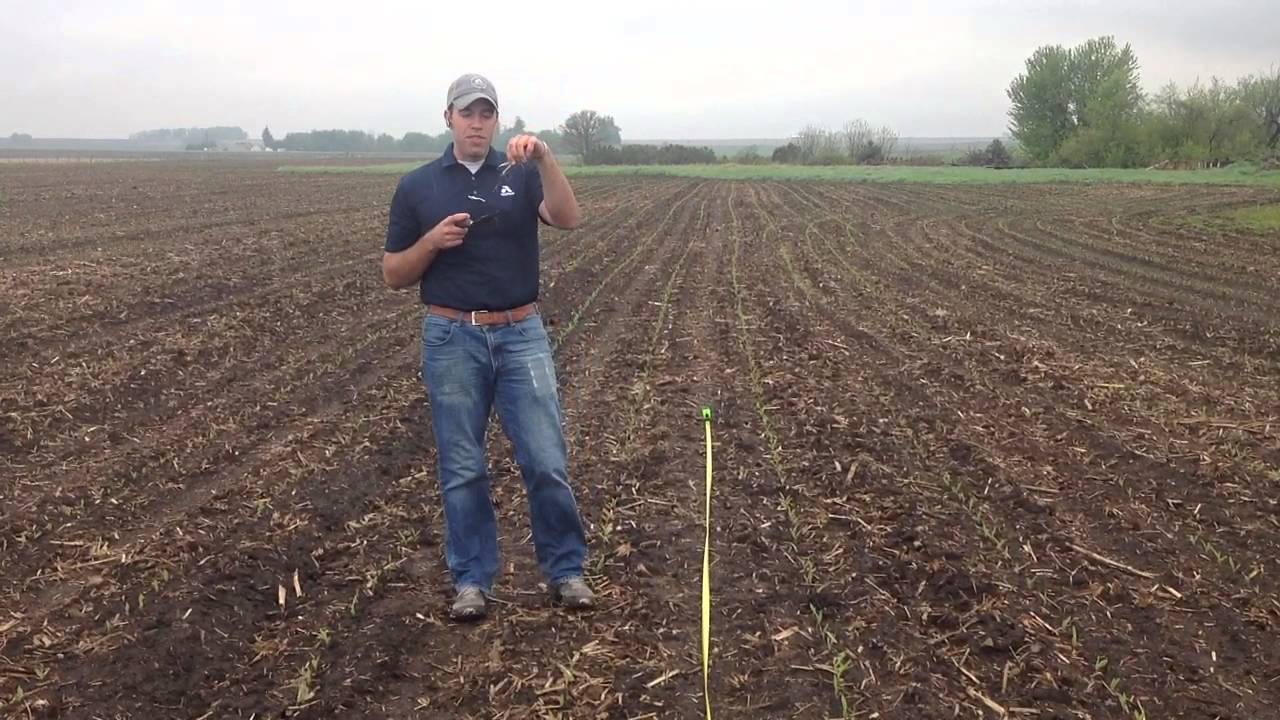 Corn Stand Evaluation By Steve Eichenberger
