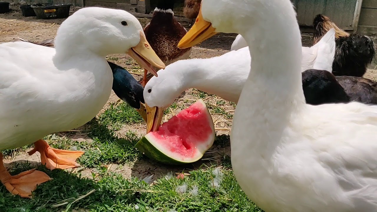 Ducks Devour Watermelon @topsyturvyduck