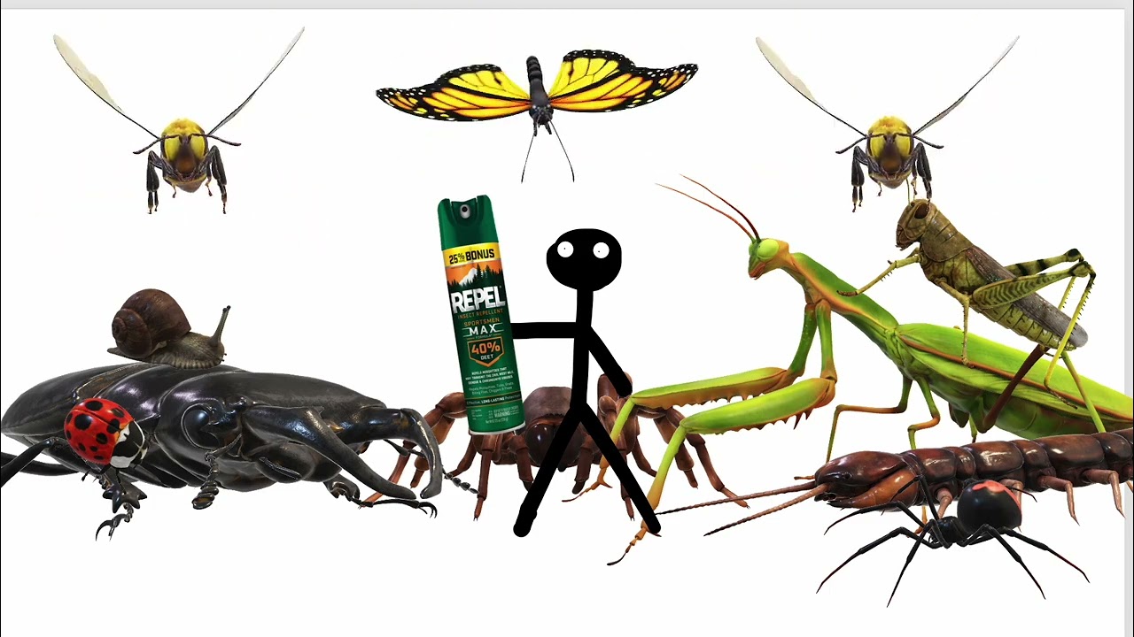 Microsoft Powerpoint: The Insects