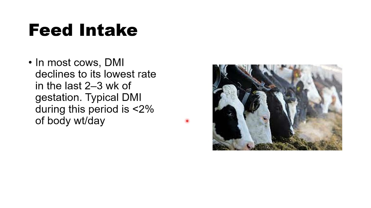 Nutritional Requirements of Dairy Cattle