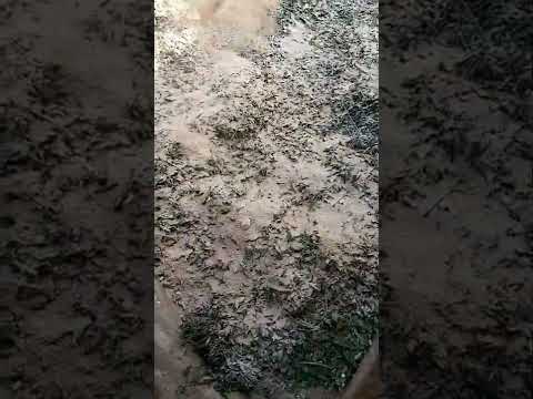 sweet potato silage for our goats and sheep