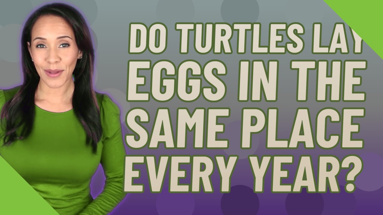 Do turtles lay eggs in the same place every year?