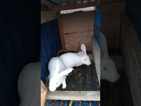 When Doe Rabbit is not Ready for mating or breeding