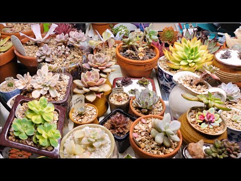 Succulent Propagation Tips for LEAVES & CUTTINGS