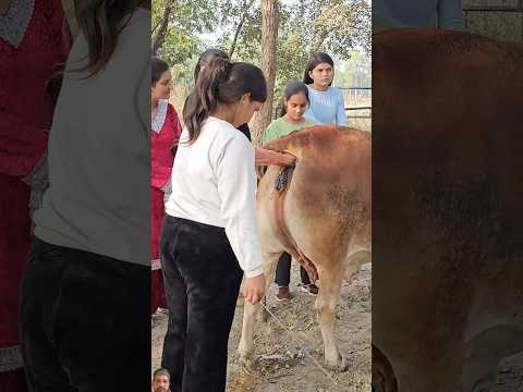 Veterinary doctor girl // #ai #farming #cow #love #doctor #song