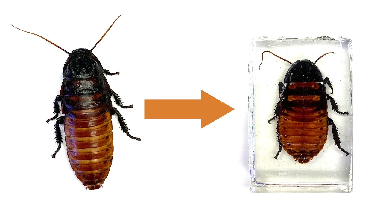 Casting Insects in Resin