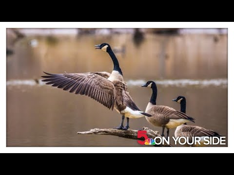 USDA captures 19 geese, removes them from St. Louis County park