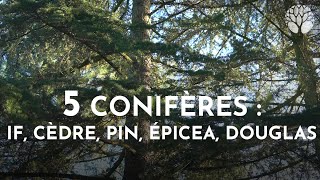 Pommes de pin : faites-les pousser facilement pour avoir un arbre