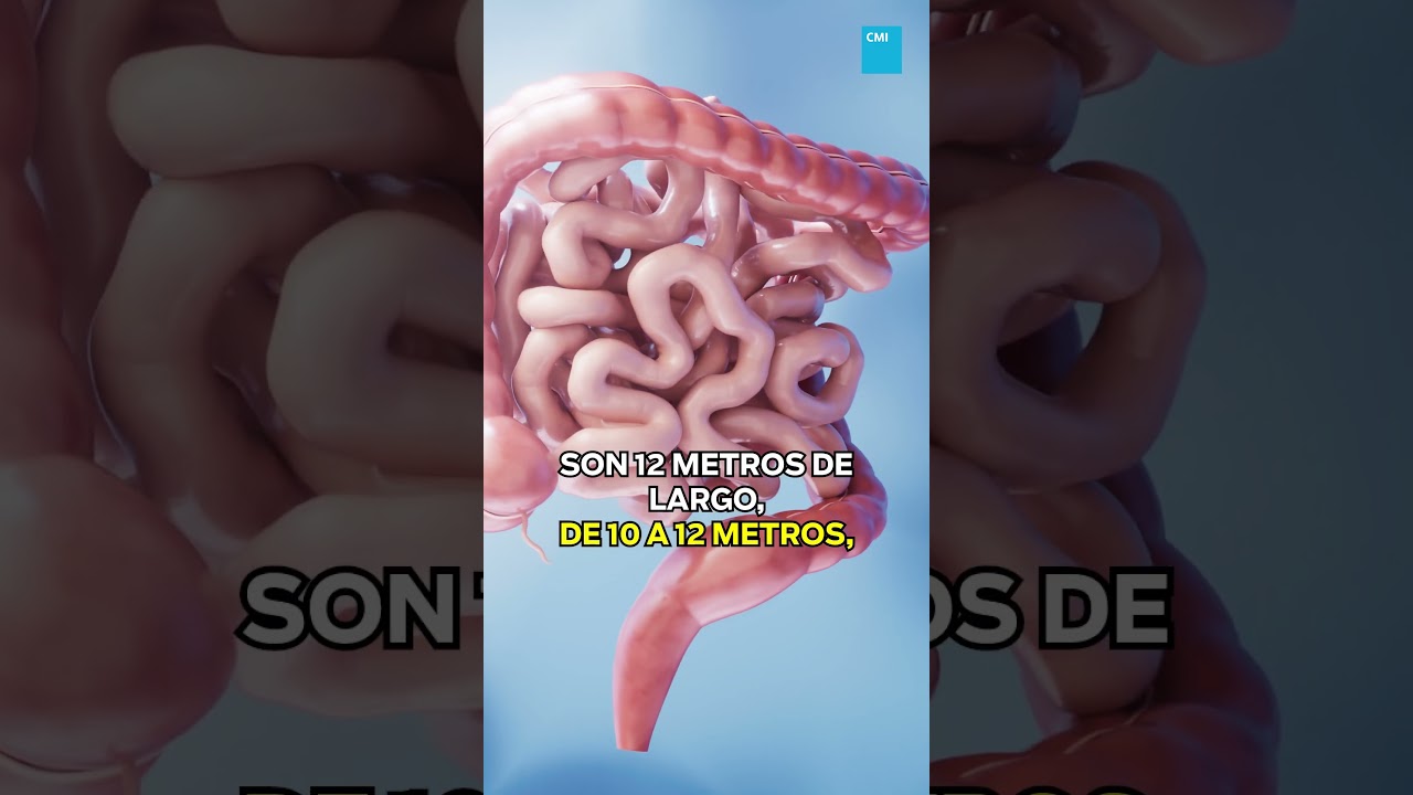 🤔 ¿Por qué la salud intestinal es clave para tu sistema inmune? 🦠