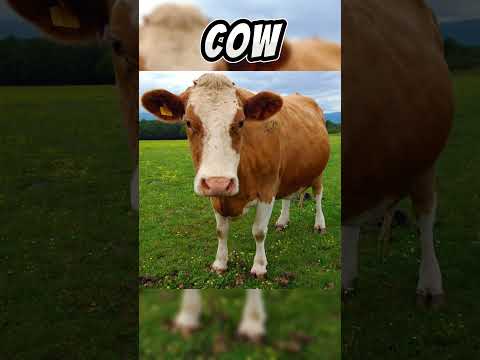 Animals that look scary at night! 🤯