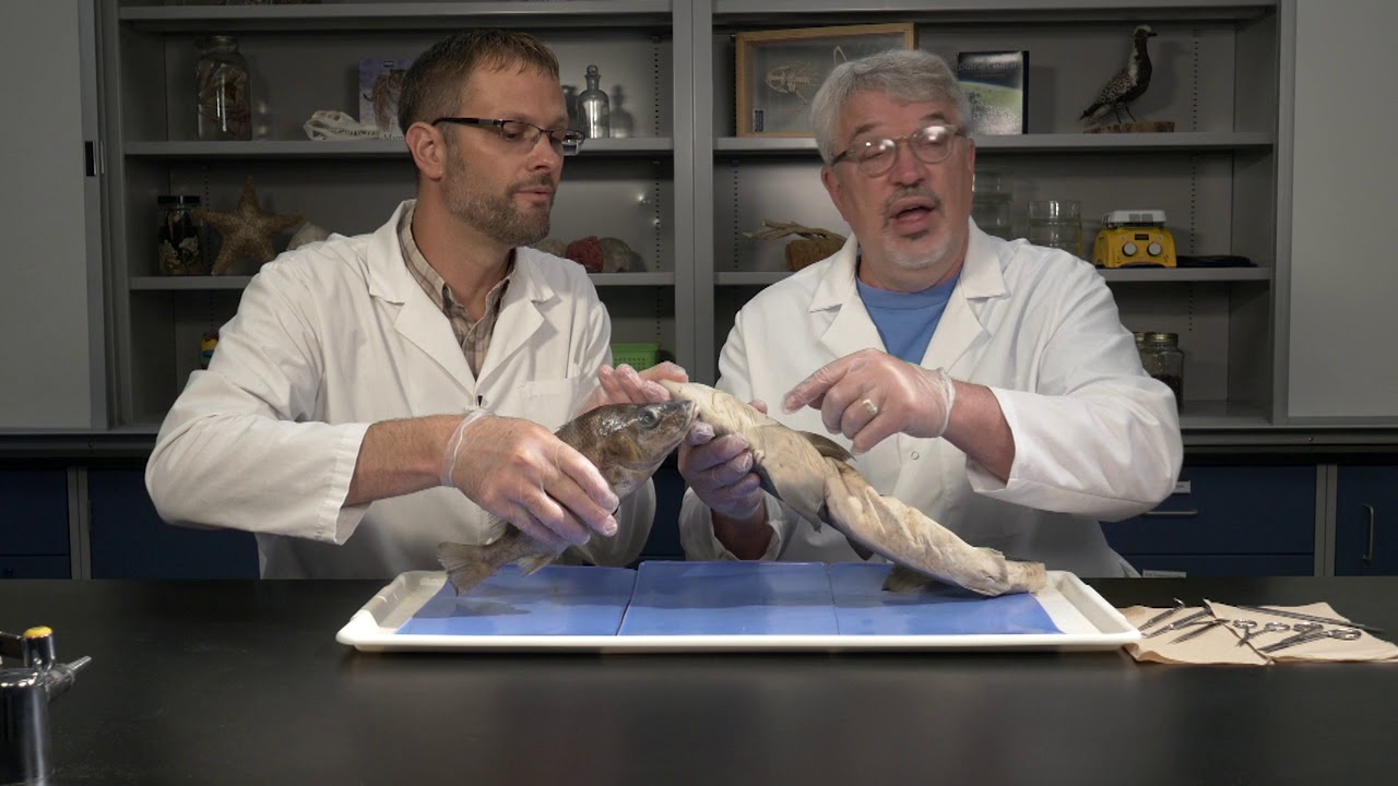 Best Dogfish Shark Dissection: Part I - External (Jr. High, High School and College)