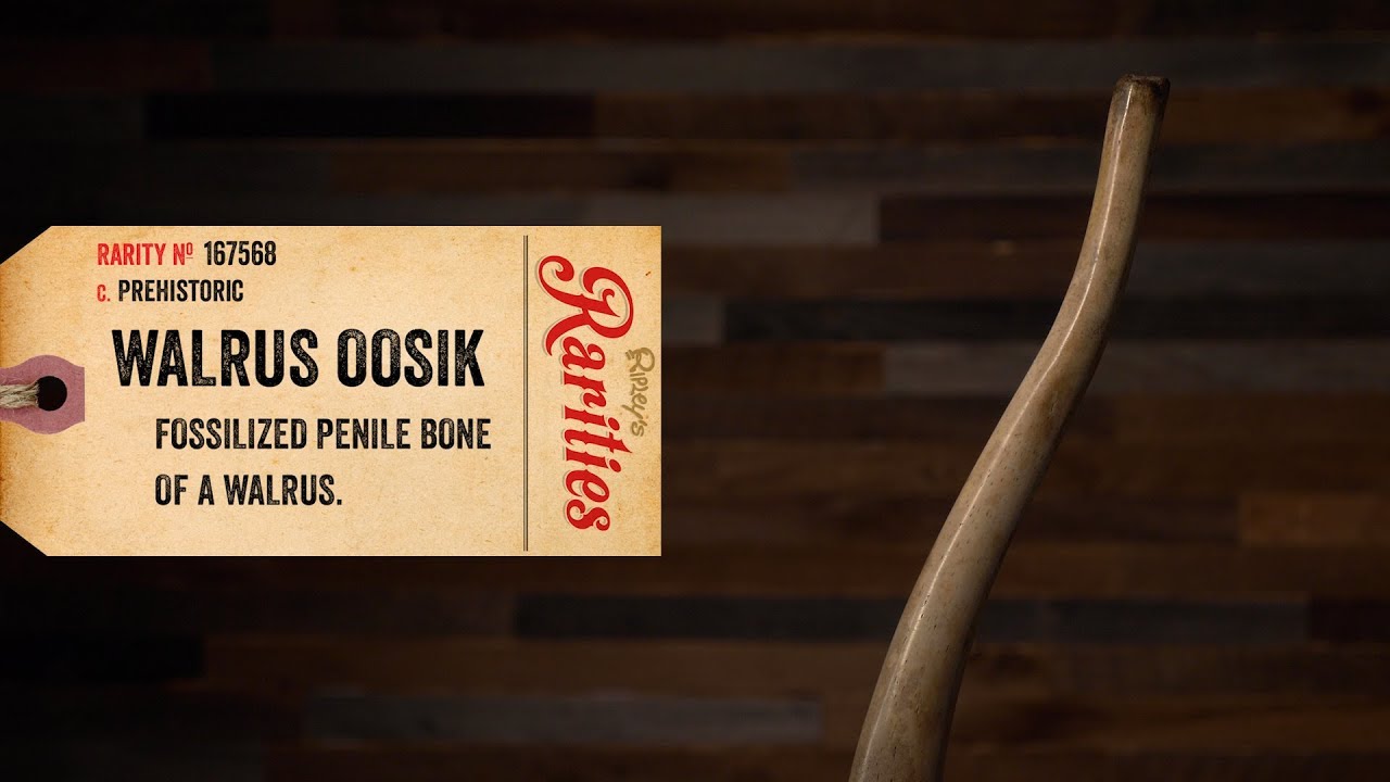 Fossilized Oosik: Ancient Walrus Penile Bone