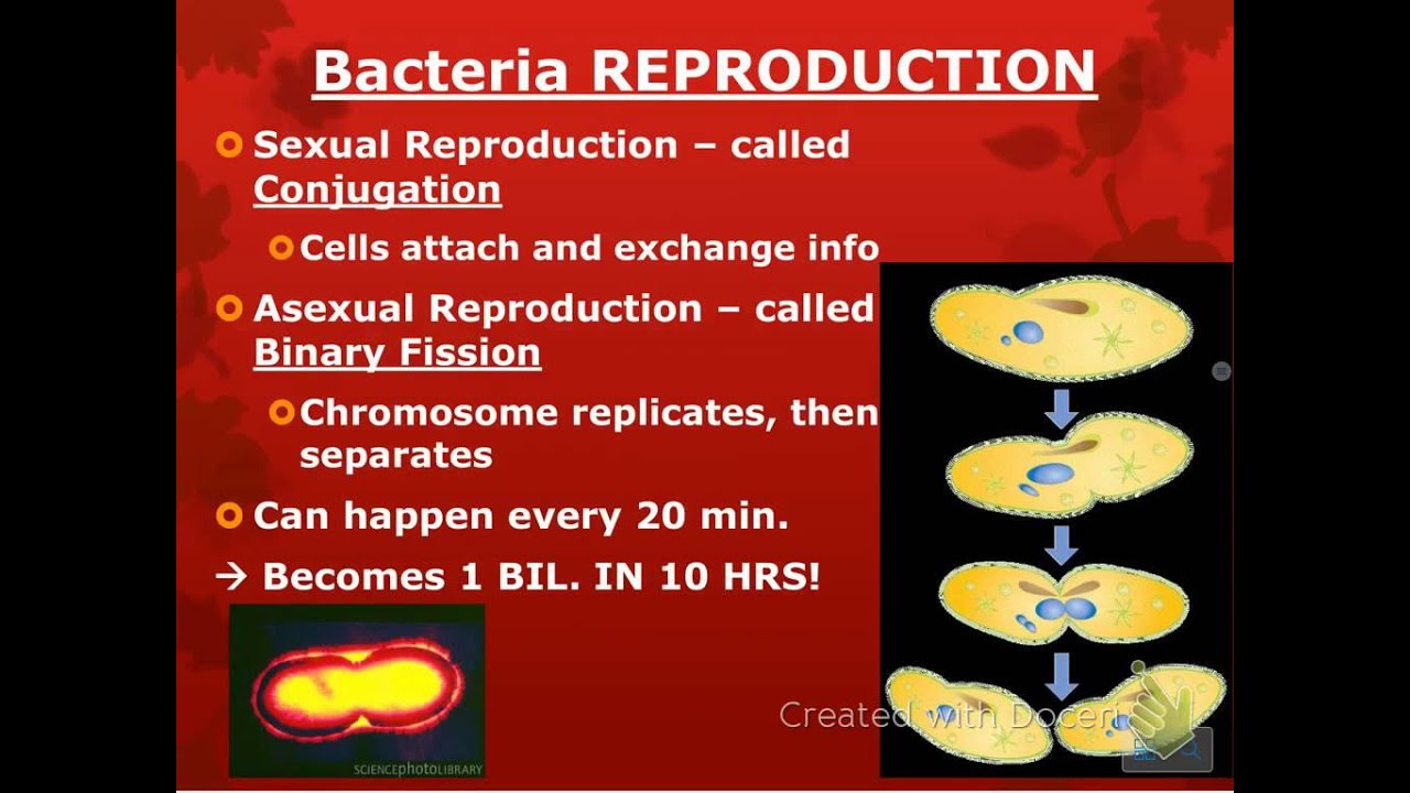 Bacteria Video Notes