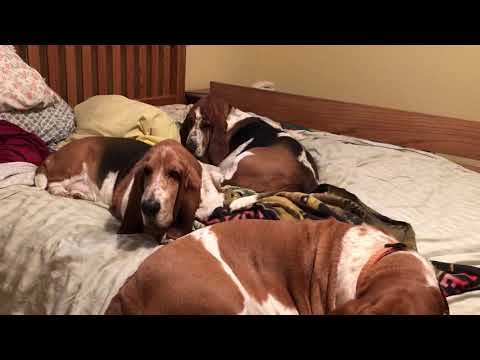 Monday Bassets, Really?